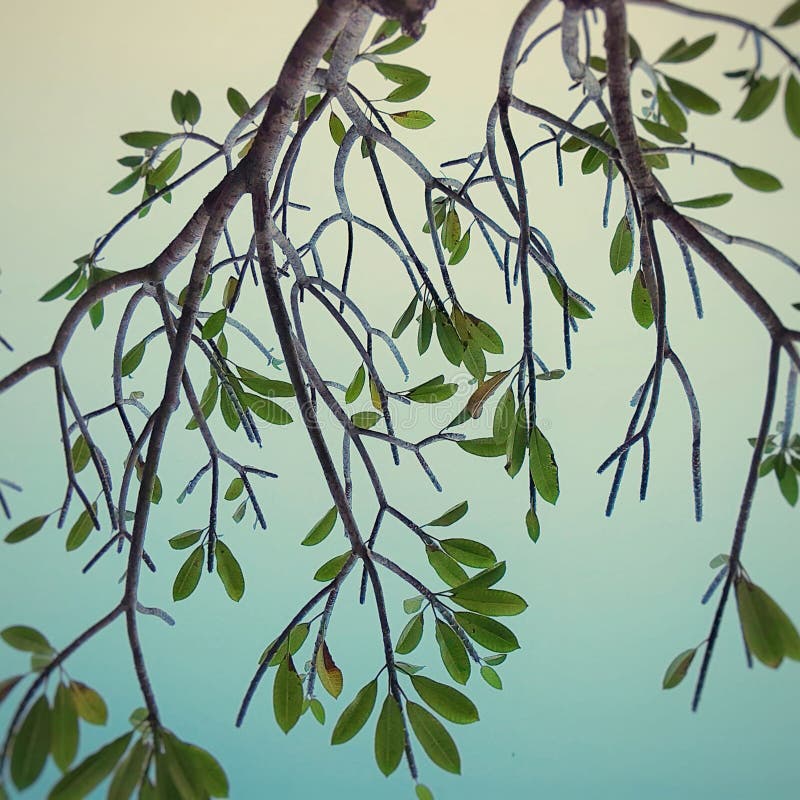 Reversed Tree Branches stock photo. Image of herb, produce - 219745230