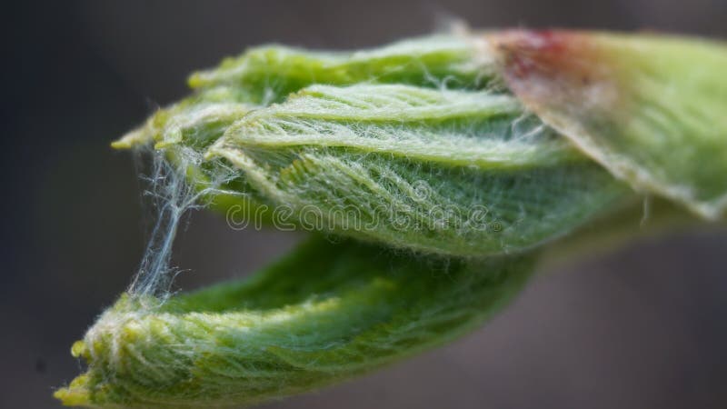 Revival stock image. Image of flora, interior, nature - 40015805