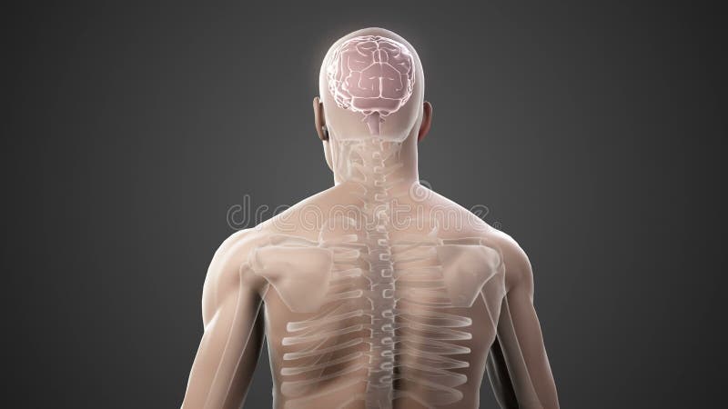 Revolving Body with Visible Brain and Skeleton Stock Video - Video of ...