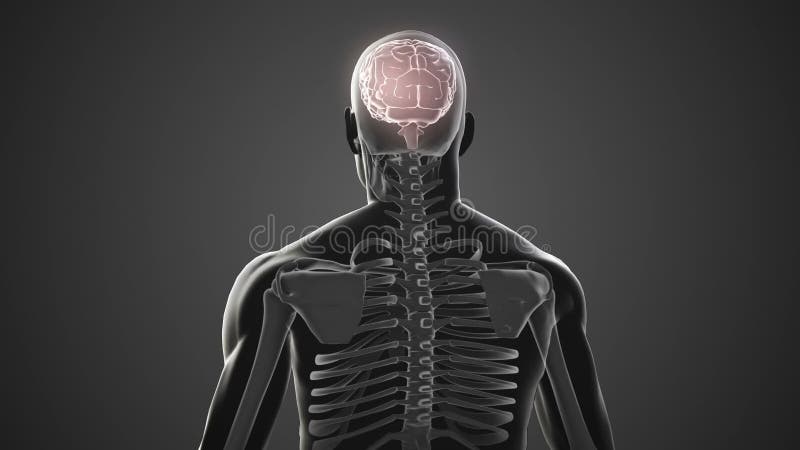 Revolving Body with Visible Brain and Skeleton Stock Video - Video of ...