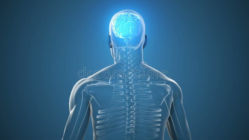 Revolving Body with Visible Brain and Skeleton Stock Video - Video of ...