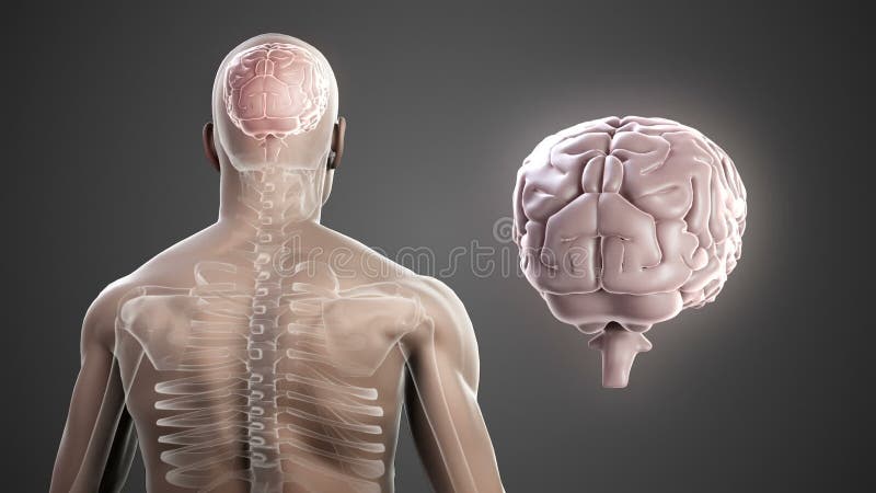 Revolving Body with Visible Brain and Skeleton Stock Video - Video of ...