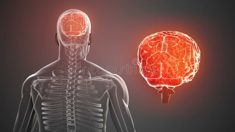 Revolving Body with Visible Brain and Skeleton Stock Video - Video of ...