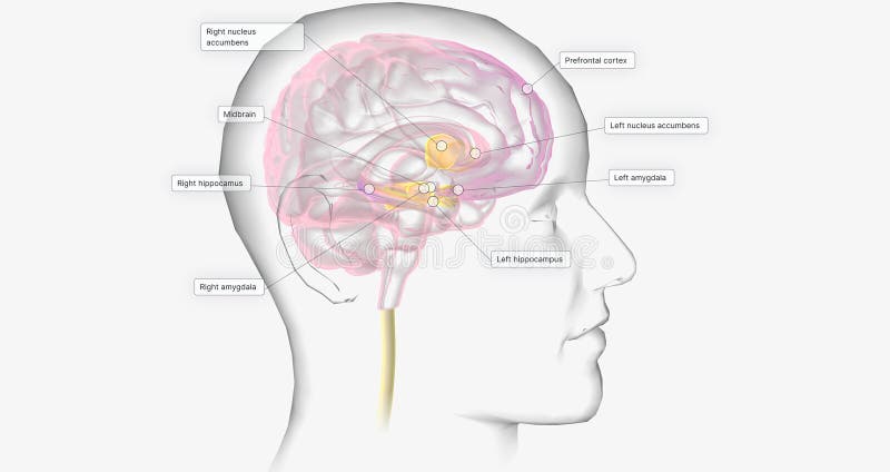 Reward Pathway in the Brain Stock Illustration - Illustration of ...