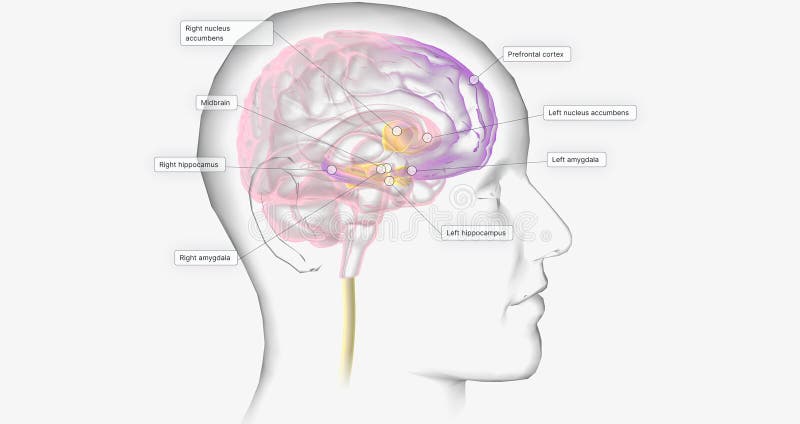 Reward Pathway Stock Illustrations – 127 Reward Pathway Stock ...