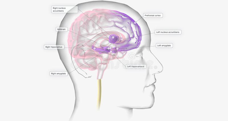 Reward Pathway Stock Illustrations – 129 Reward Pathway Stock ...