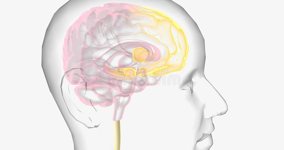 Reward Pathway Brain Stock Illustrations – 84 Reward Pathway Brain ...