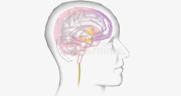 Reward Pathway Stock Illustrations – 127 Reward Pathway Stock ...