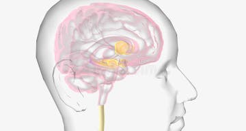 Reward Pathway Stock Illustrations – 101 Reward Pathway Stock ...