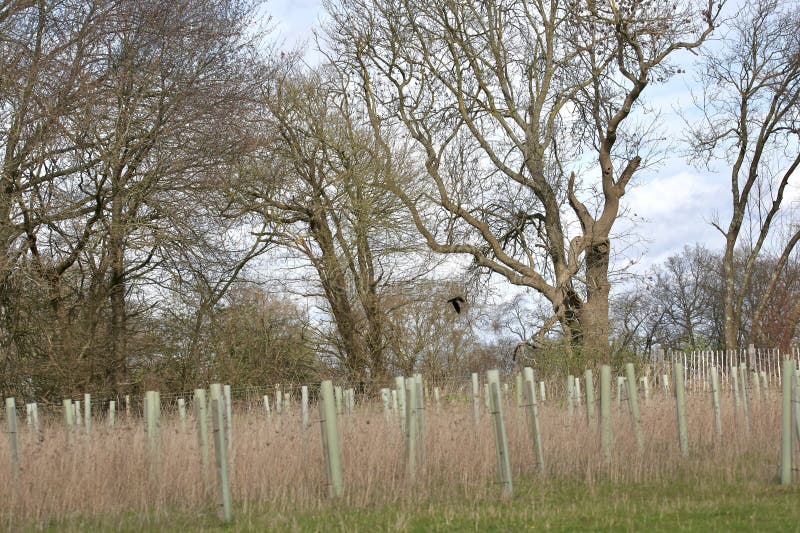 Rewilding Project with New Trees Stock Image - Image of blue, foggy ...