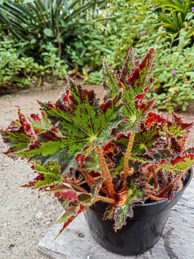 Rex Begonia Flower Plant in the Yardï¿¼ Stock Photo - Image of yard ...