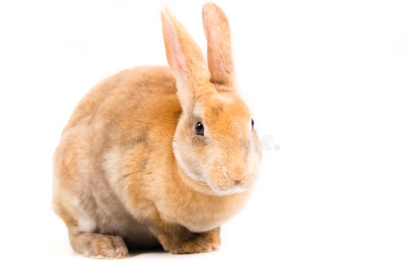 Rex Bunny stock image. Image of rabbits, side, soft, ears - 42836537
