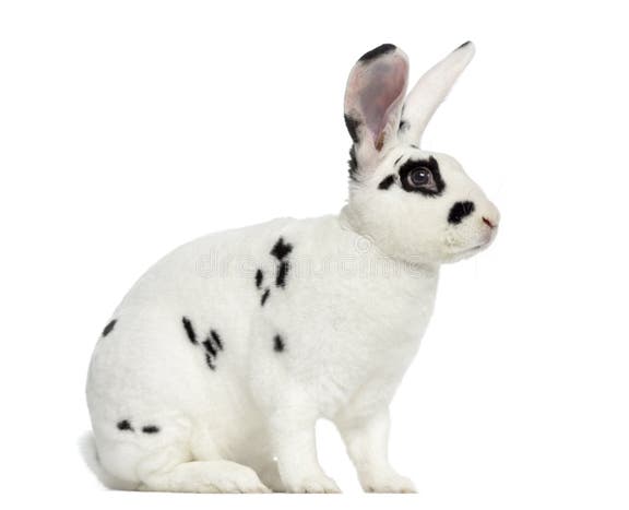 Rex Dalmatian Rabbit stock image. Image of shot, vertebrate - 77480157
