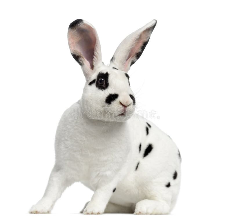 Rabbit White Standing