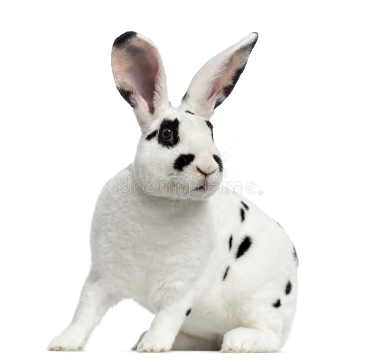Rex Dalmatian Rabbit Isolated on White Stock Image - Image of mammal ...