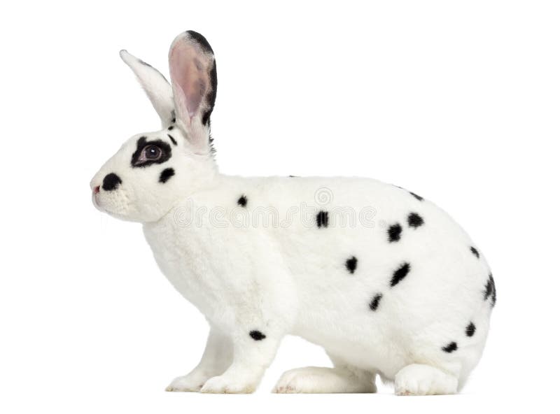 Rex Dalmatian Rabbit Stand Up and Isolated on White Stock Image - Image ...