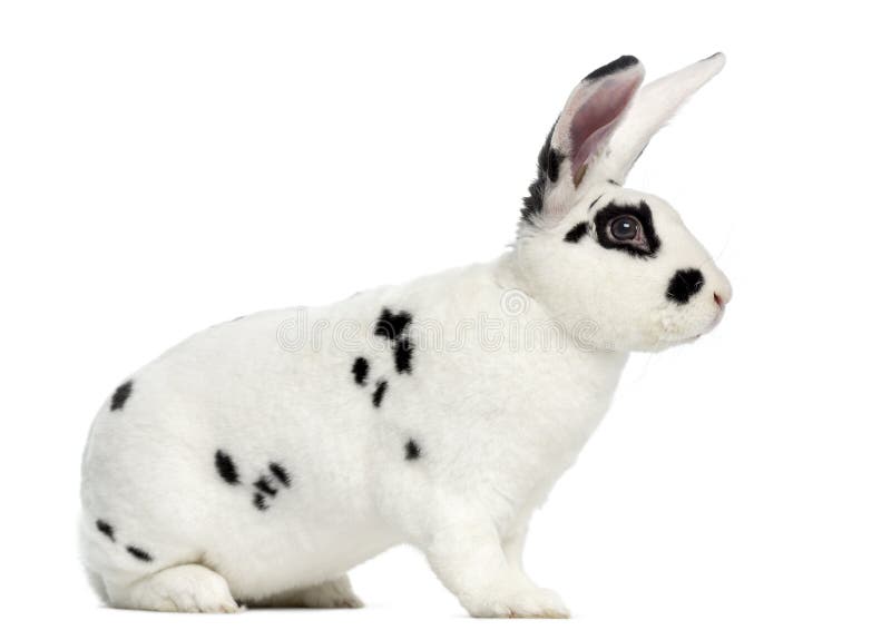 2,501 Rabbit Stand Stock Photos - Free & Royalty-Free Stock Photos from ...
