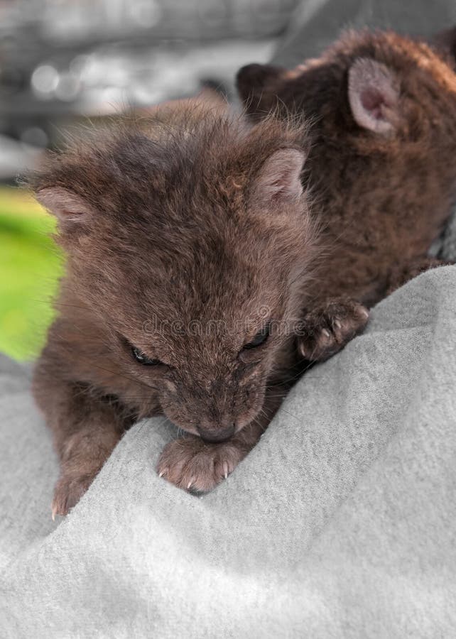 Rex Fox Kits (Vulpes Vulpes) Rest on Sweatshirted Arm Stock Photo ...