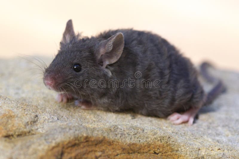 Rex Maus Mit Lockigem Mantel Stockbild - Bild von nagetier, ratte: 17373571