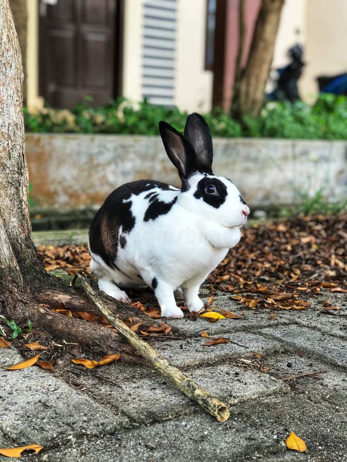 Rex Rabbit Oryctolagus Cuniculus Stock Image - Image of jawer, rabbit ...
