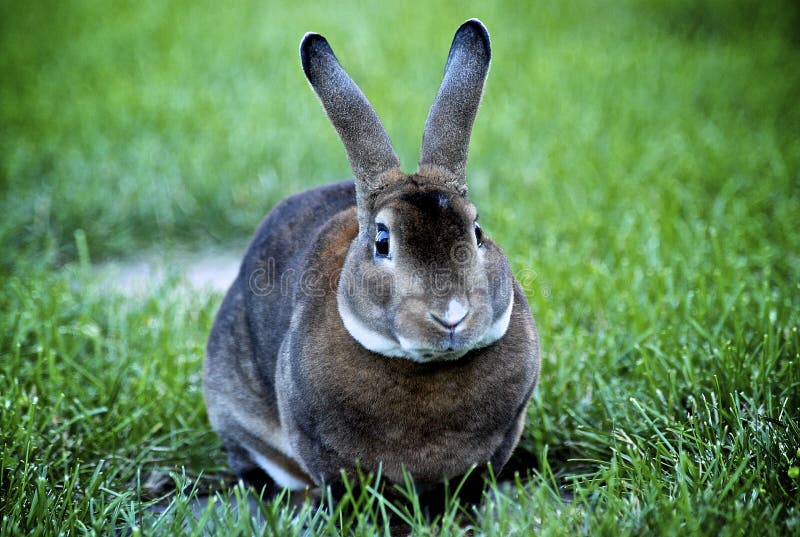 969 Rex Rabbit Stock Photos - Free & Royalty-Free Stock Photos from ...