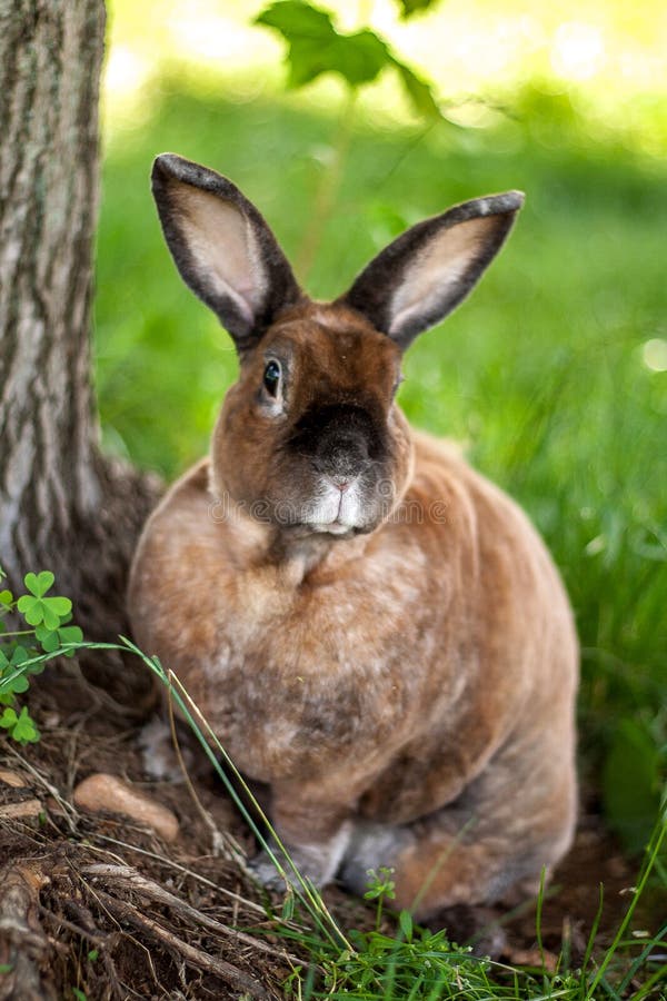 Rex Rabbit Enjoying the Outdoors Stock Photo - Image of years, usable ...