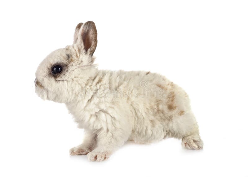 Rex rabbit in studio stock photo. Image of background - 202255762