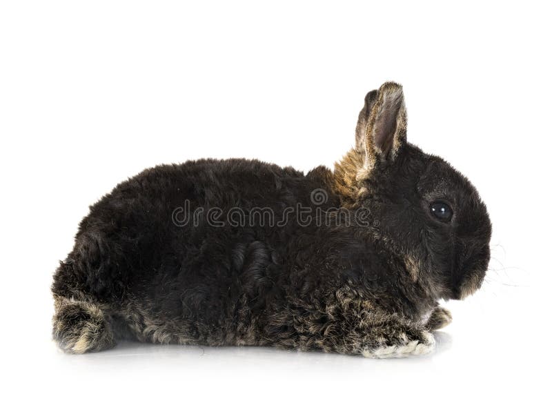 Cynoclub - Photographer profile