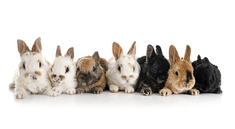 Rex rabbits in studio stock image. Image of purebred - 243752127