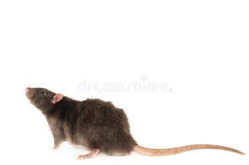 Rex Rat stock image. Image of wildlife, white, gray, rodent - 30890069