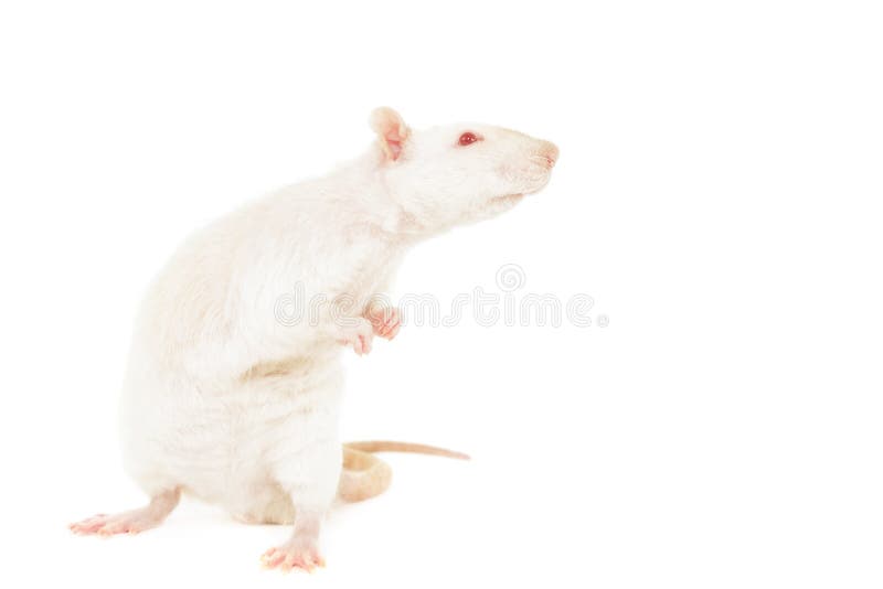 Rex Rat stock photo. Image of rodent, closeup, wildlife - 30890080