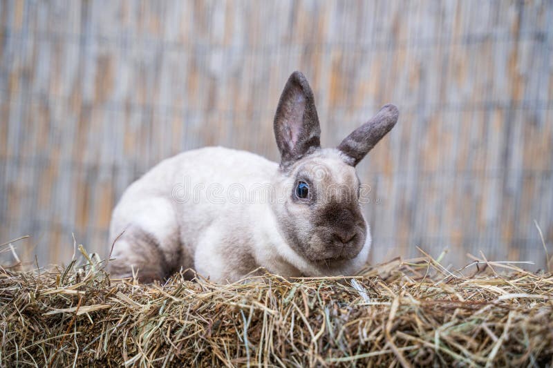 Rex Siamese Medium Rabbit Sitting on a Hay before Easter Stock Photo ...