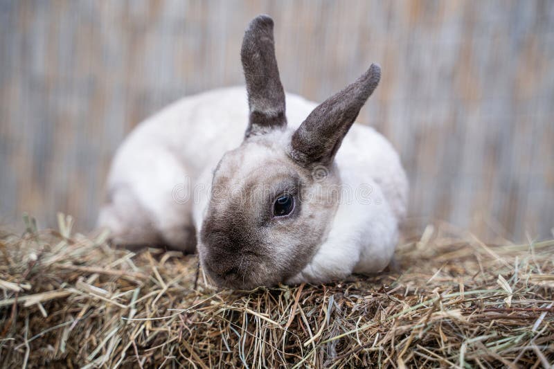 Rex Siamese Medium Rabbit Sitting on a Hay before Easter Stock Image ...