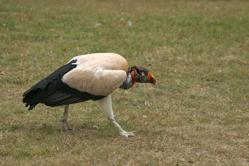 Rey buitre imagen de archivo. Imagen de buitre, plumas - 3384381