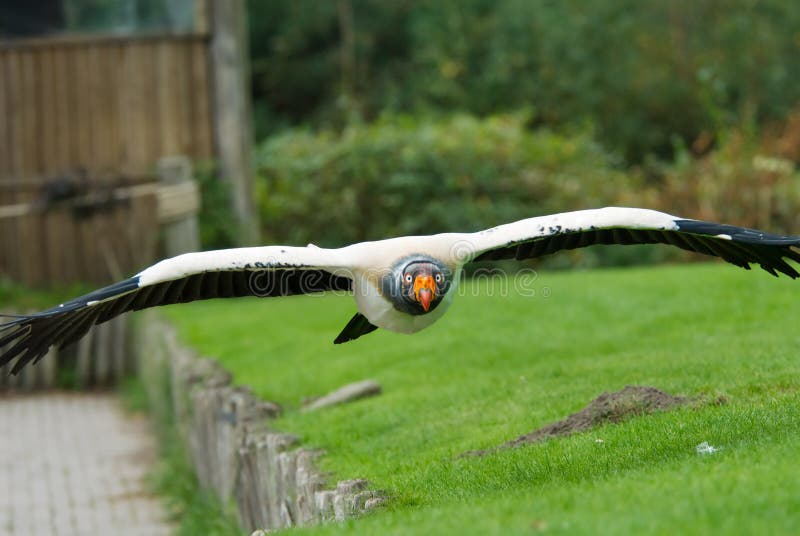 Rey buitre imagen de archivo. Imagen de pico, fauna, america - 3197823