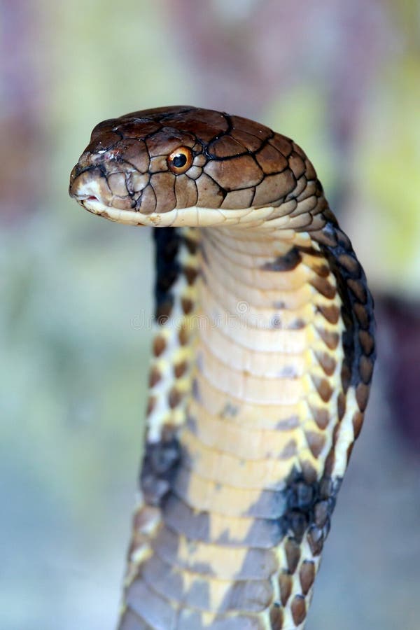 Rey cobra foto de archivo. Imagen de defensivo, salvaje - 17859352