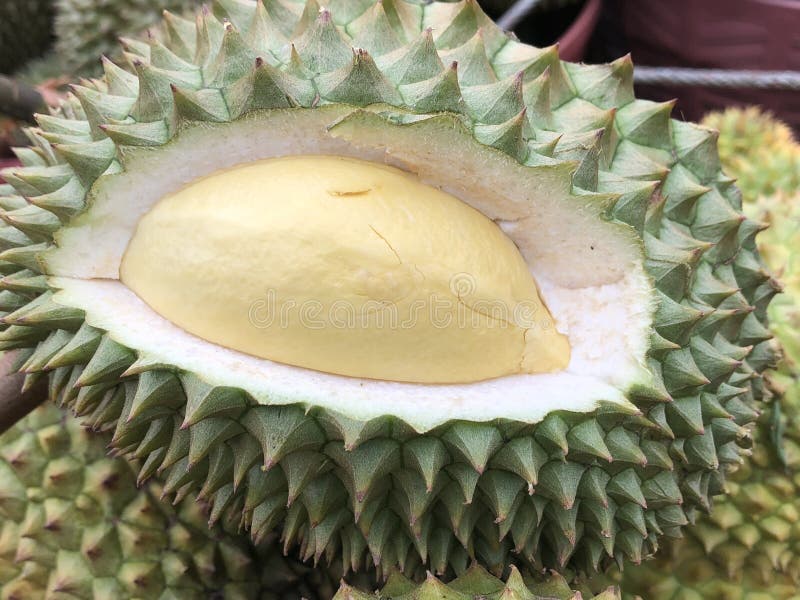 Rey de frutas, durian imagen de archivo. Imagen de teniendo - 115872033