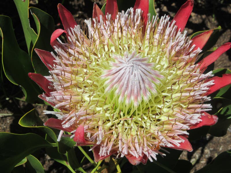 Rey de la Familia Protea imagen de archivo. Imagen de familia - 163080831