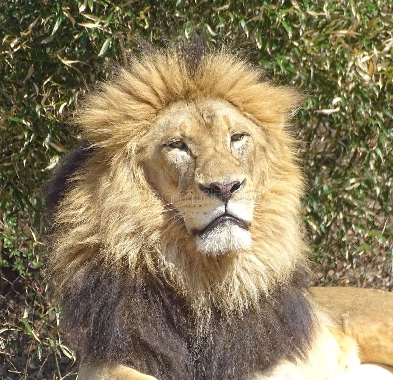 Rey de la selva imagen de archivo. Imagen de cara, fauna - 115848791