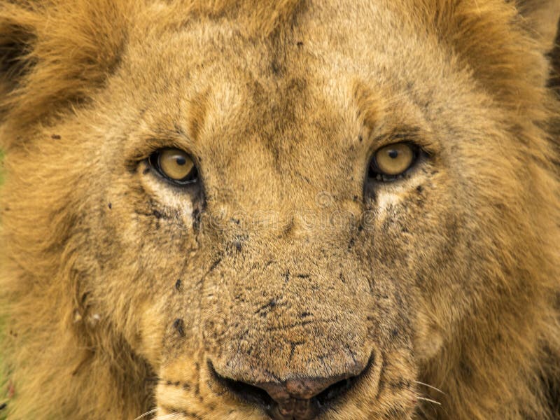 Rey de la selva foto de archivo. Imagen de fuerza, parque - 137927236