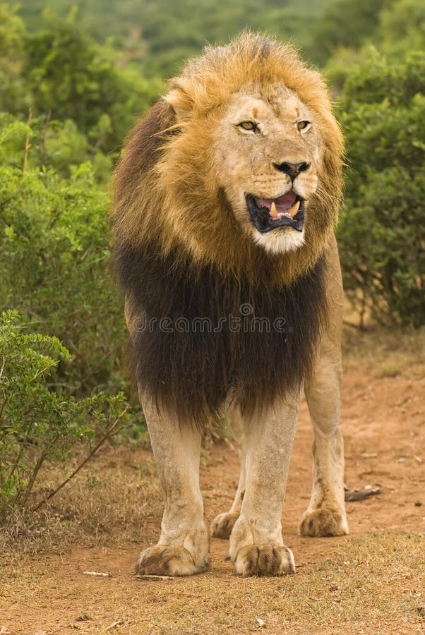 Rey de la selva foto de archivo. Imagen de asertivo, masculino - 4832946