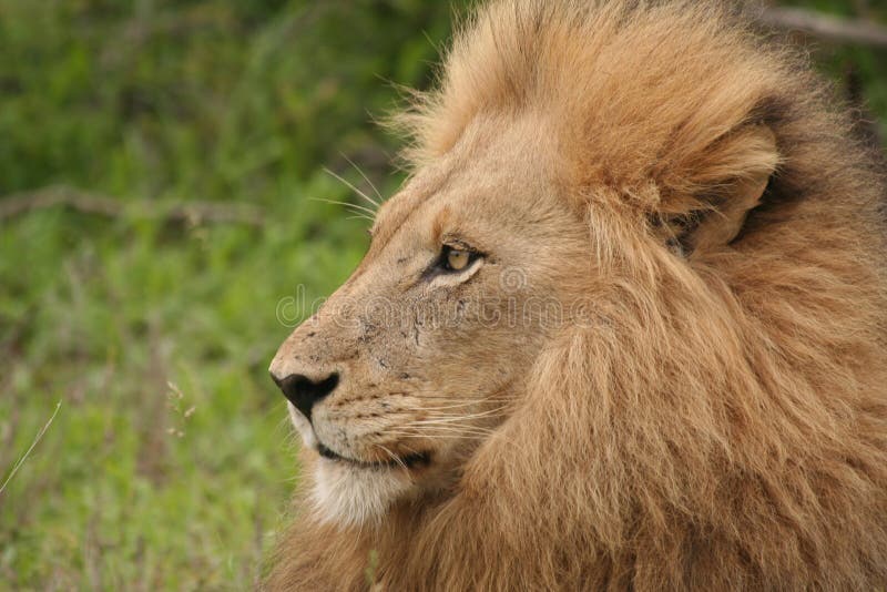 Rey de la selva foto de archivo. Imagen de fauna, melena - 7202924