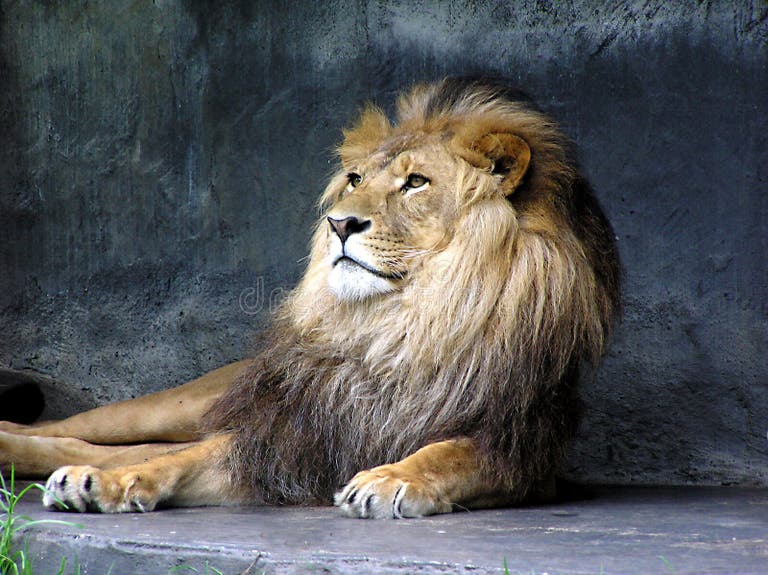 Rey del león imagen de archivo. Imagen de melena, selva - 281577