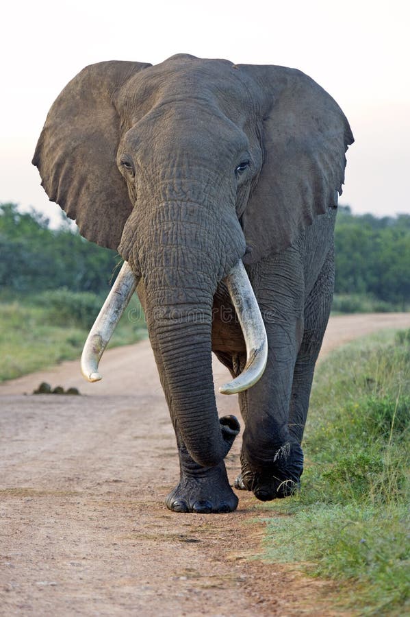 Rey Elephant de Addo foto de archivo. Imagen de fauna - 24461048