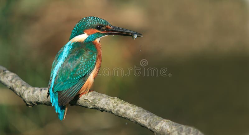 Rey Fisher imagen de archivo. Imagen de hembra, color - 23149923