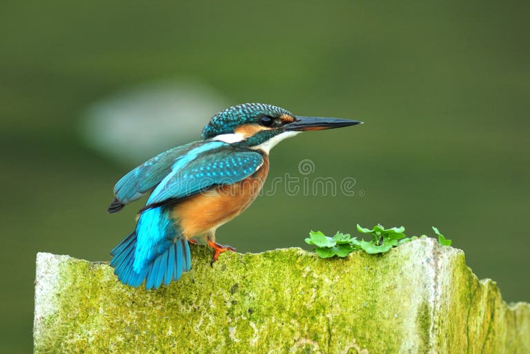 Rey Fisher foto de archivo. Imagen de cazador, color, pescados - 8783378