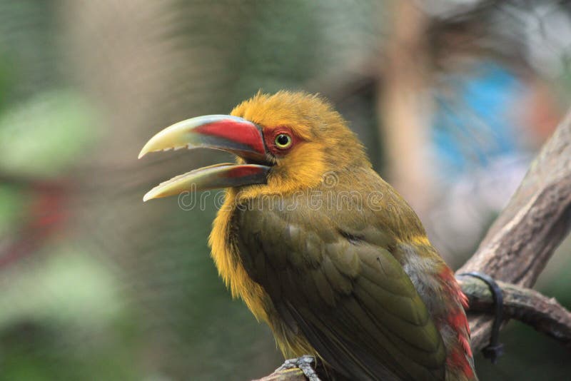 Rey Fisher Bird foto de archivo. Imagen de colorido, animales - 25785202