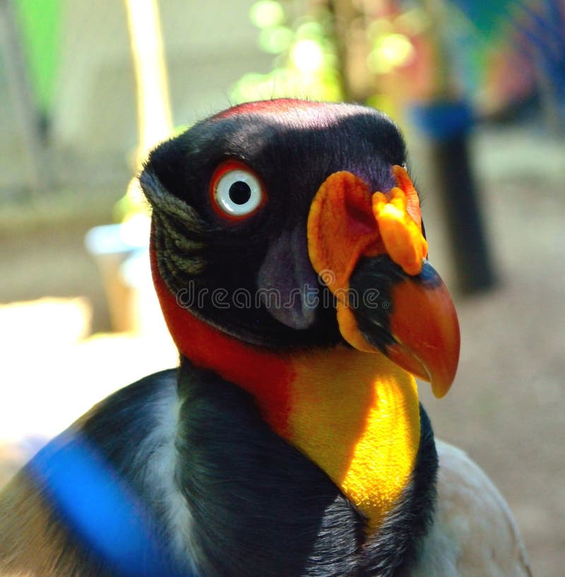 Rey Gallinazo stock photo. Image of king, bird, gallinazo - 177160510