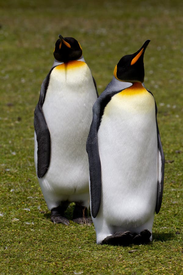 Rey Penguin imagen de archivo. Imagen de plumaje, pingüino - 30889253