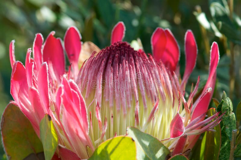 Palidezca - El Protea Rosado Cynaroides Imagen de archivo - Imagen de ...